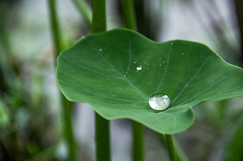 Health Benefits Of Taro Leaves Thecoconet tv The World s Largest Hub Of Pacific Island health-benefits-of-taro-leaves-thecoconet-tv-the-world-s-largest-hub-of-pacific-island